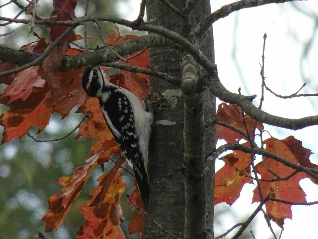 Hairy Woodpecker from Valens Conservation Area, Regional 97 Rd ...