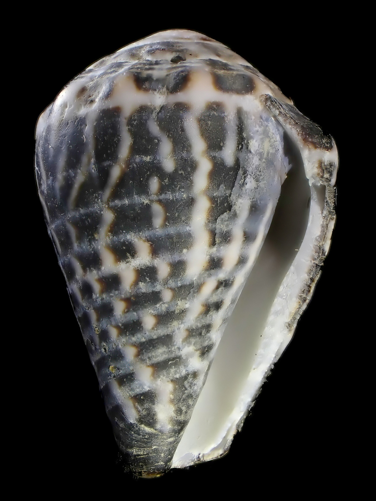 Vermiculate Cone from Minnie Water NSW 2462, Australia on October 8 ...