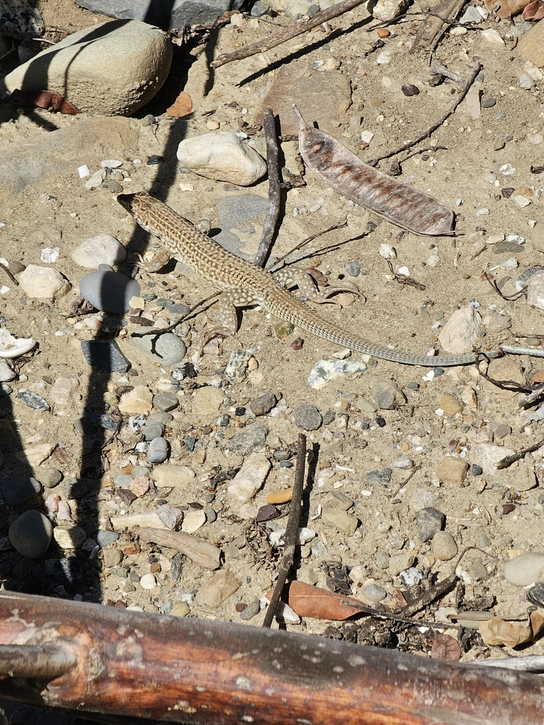Bosc’s Fringe-toed lizard in October 2023 by alazon · iNaturalist