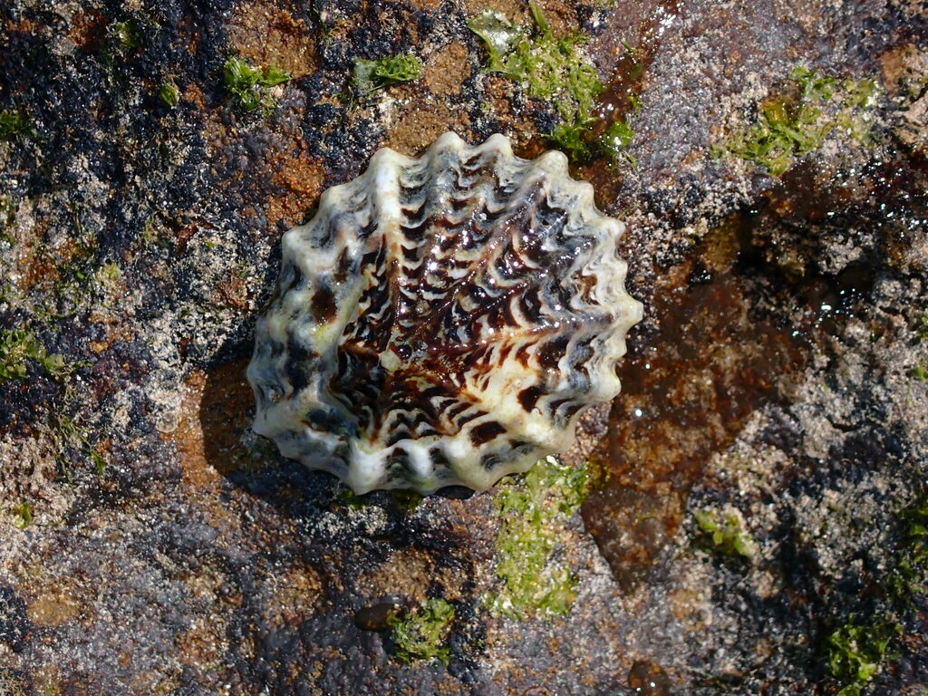 Patelloida alticostata from Central Coast NSW, Australia on October 13 ...