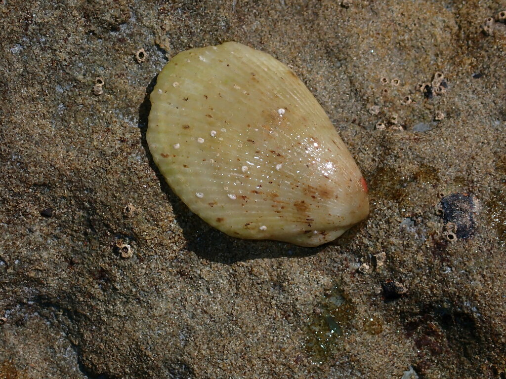 Lima nimbifer from Central Coast NSW, Australia on October 13, 2023 at 02:27 PM by Adrian Gale ...