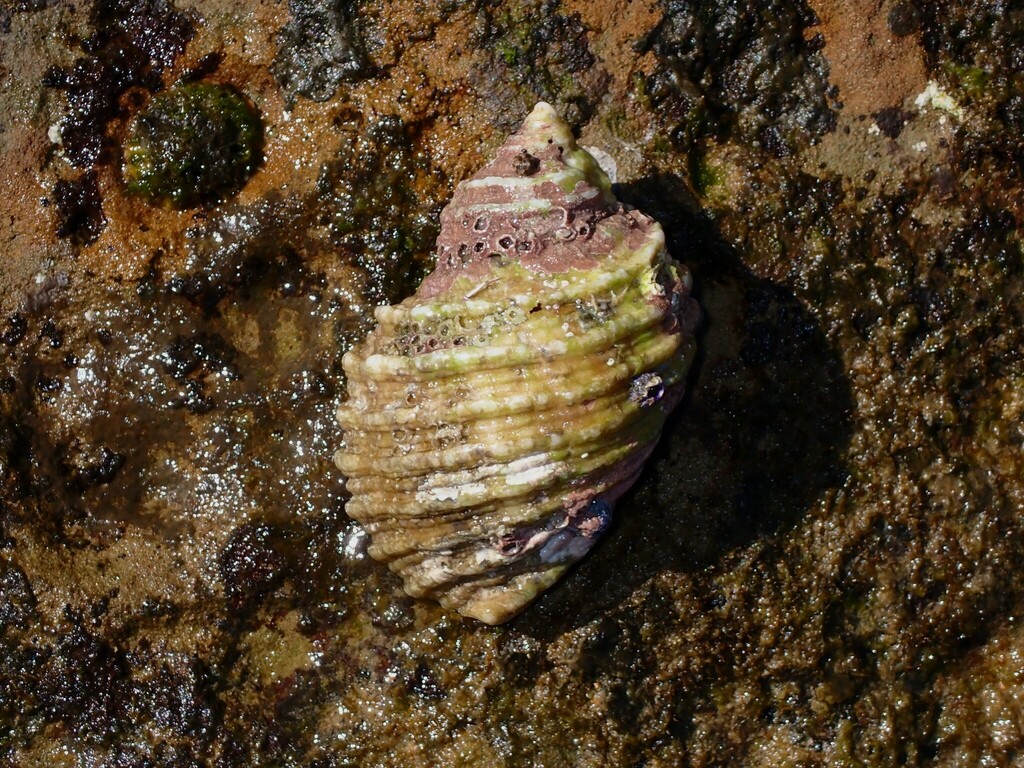 Cart-Rut Shell from Central Coast NSW, Australia on October 13, 2023 at ...