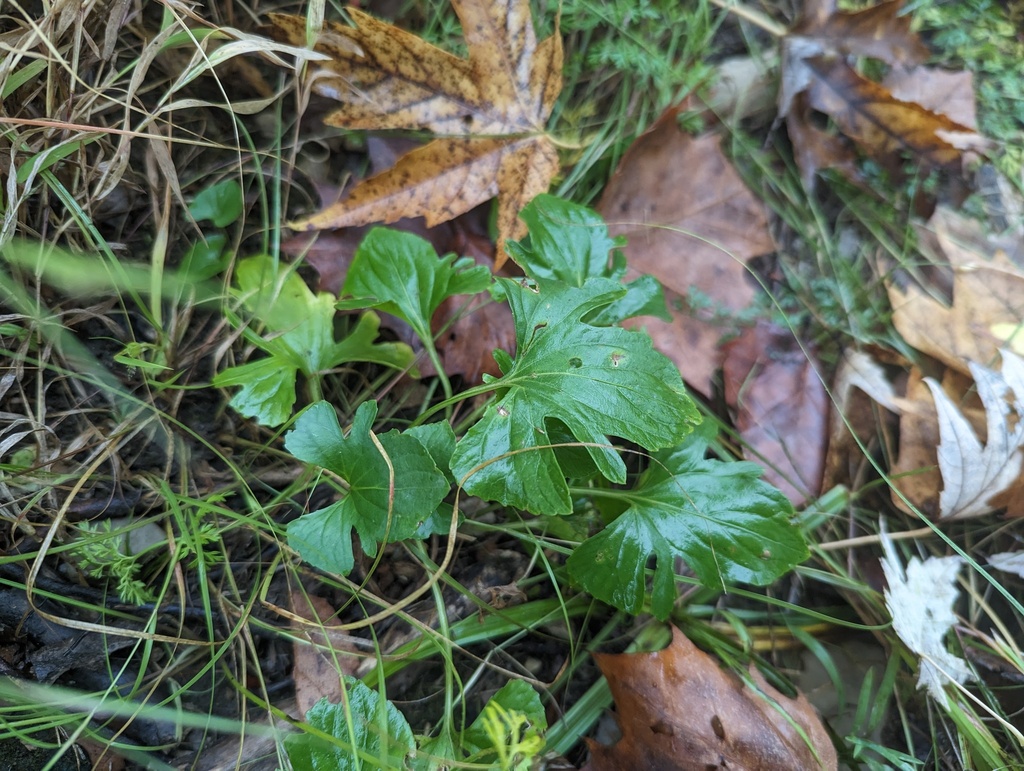limestone riverbank violet in October 2023 by Ryan Sorrells · iNaturalist