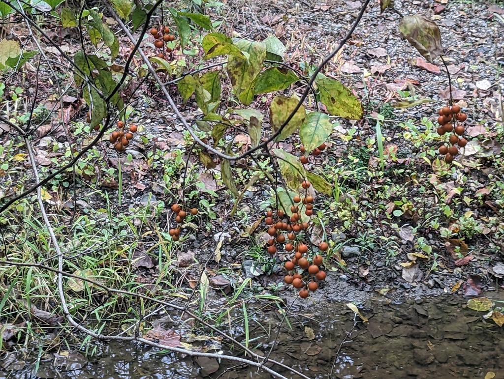 American bittersweet in October 2023 by Ryan Sorrells · iNaturalist