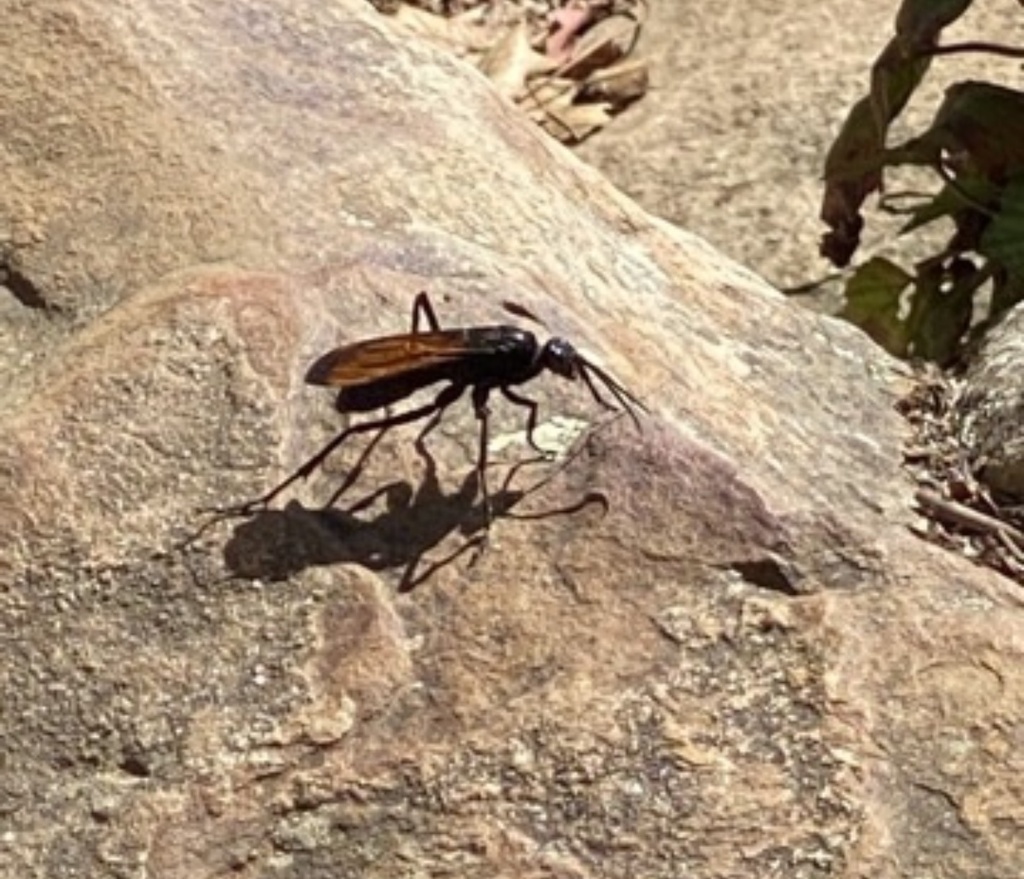 New World Tarantula-hawk Wasps from Gum St, North Little Rock, AR, US ...