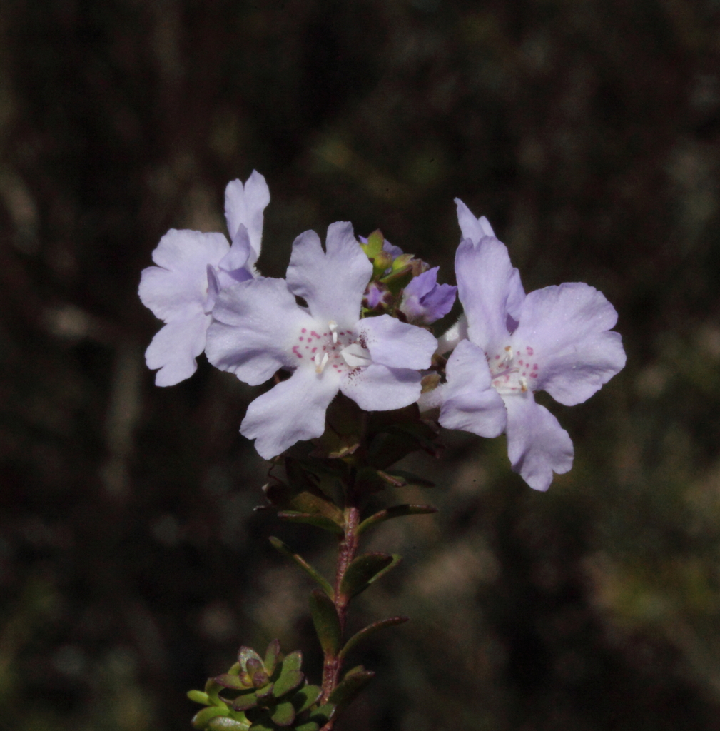 Microcorys exserta from Pingrup WA 6343, Australia on October 21, 2016 ...