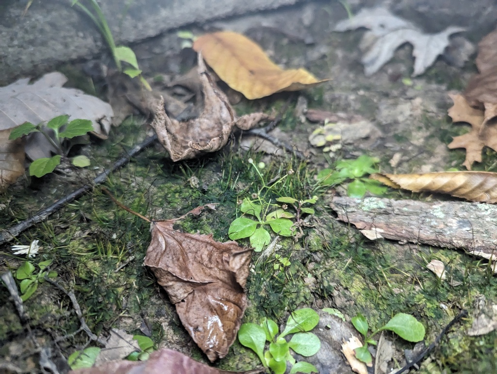 seaside brookweed in October 2023 by Ryan Sorrells · iNaturalist