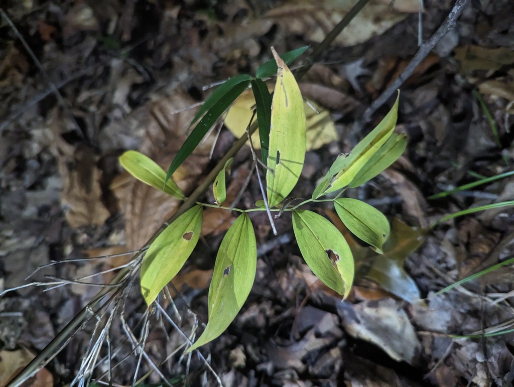 sessile bellwort in October 2023 by Ryan Sorrells · iNaturalist