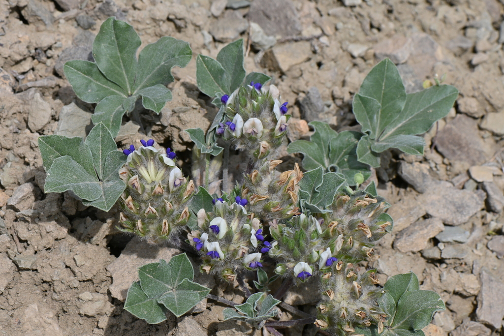 intermountain Indian breadroot in May 2023 by Matt Langemeier · iNaturalist