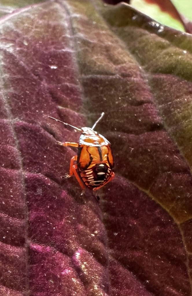 Spined Soldier Bug from Gilmer, TX, US on October 17, 2023 at 08:36 PM ...