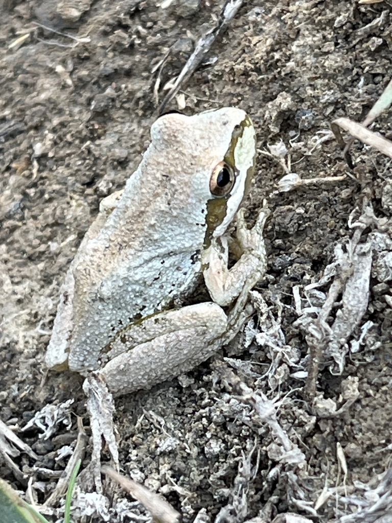 Sierran Tree Frog from Alameda County, US-CA, US on October 17, 2023 at ...