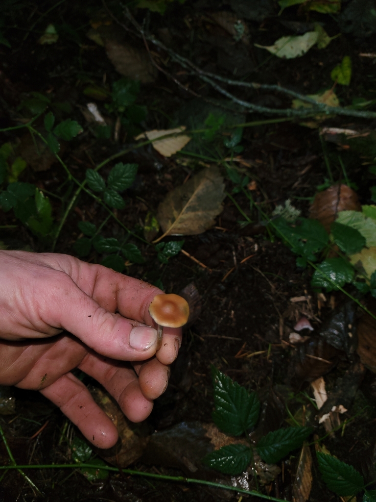 Wavy Cap in October 2023 by Rand Workman. Horrible photos, but still a ...