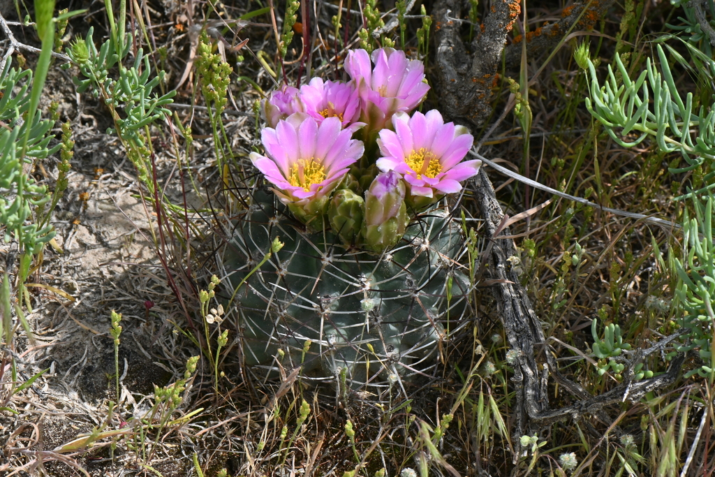 Colorado hookless cactus in May 2023 by Matt Langemeier. Sclerocactus ...