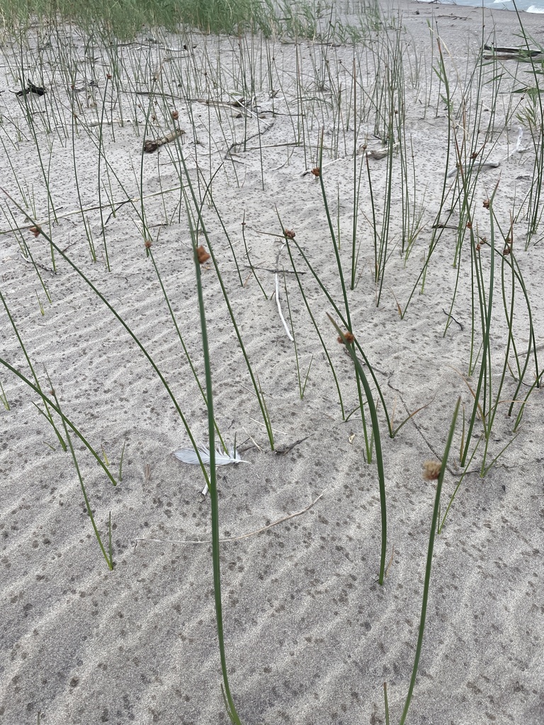 three-square bulrush from Lake Erie, CA-ON, CA on September 2, 2023 at ...