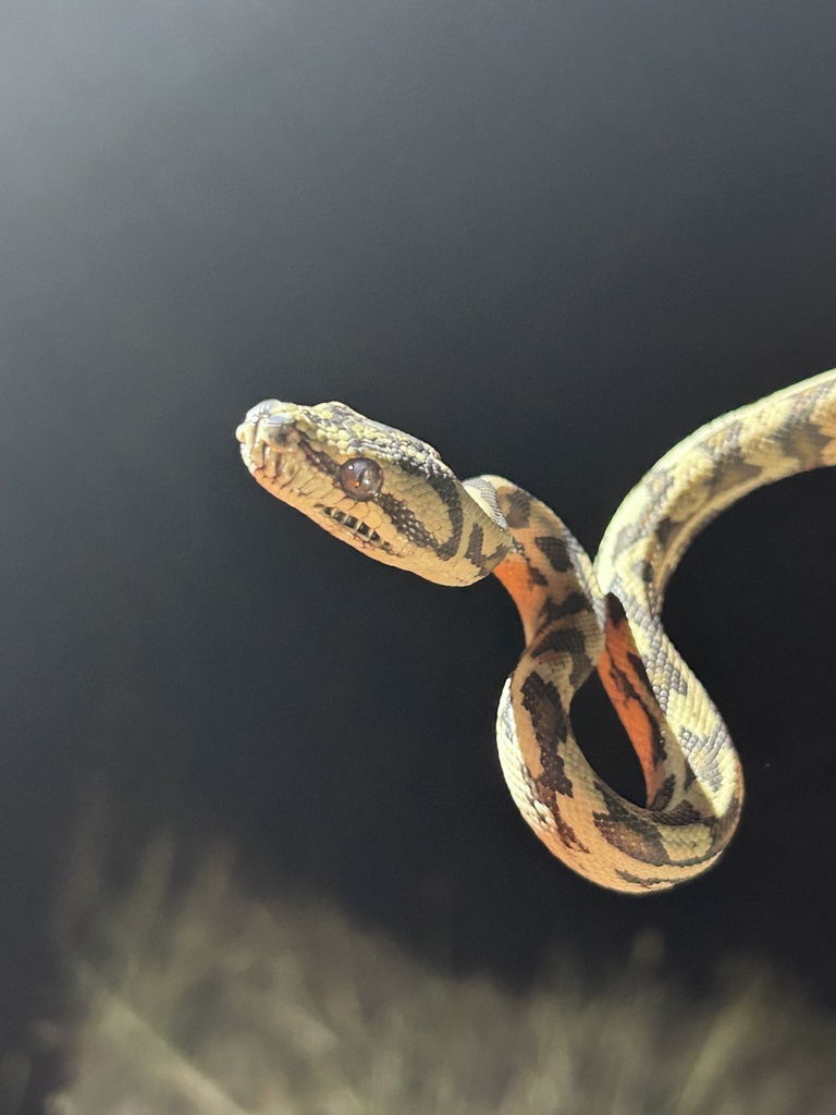 Jungle Carpet Python from Mulligan Highway, Cooktown, QLD, AU on ...