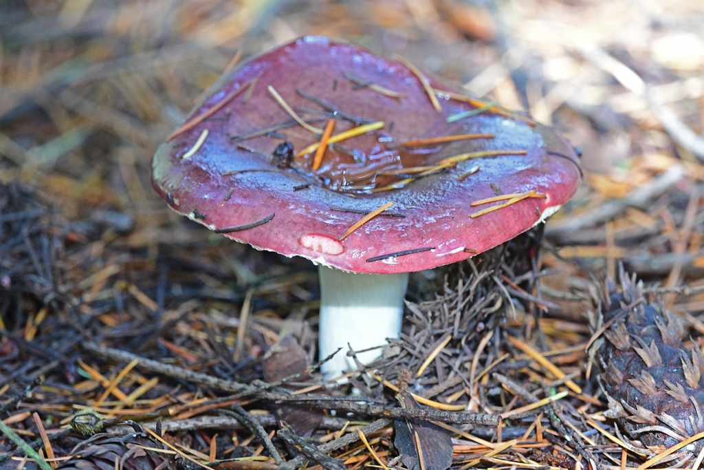Shellfish-scented Russula from Washington County, OR, USA on October 17 ...