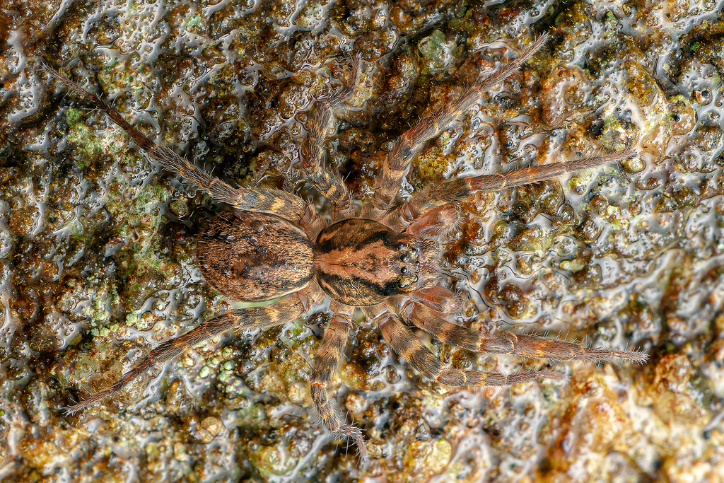 RTA Clade Spiders from Nanuoya, Sri Lanka on October 15, 2023 at 09:04 ...