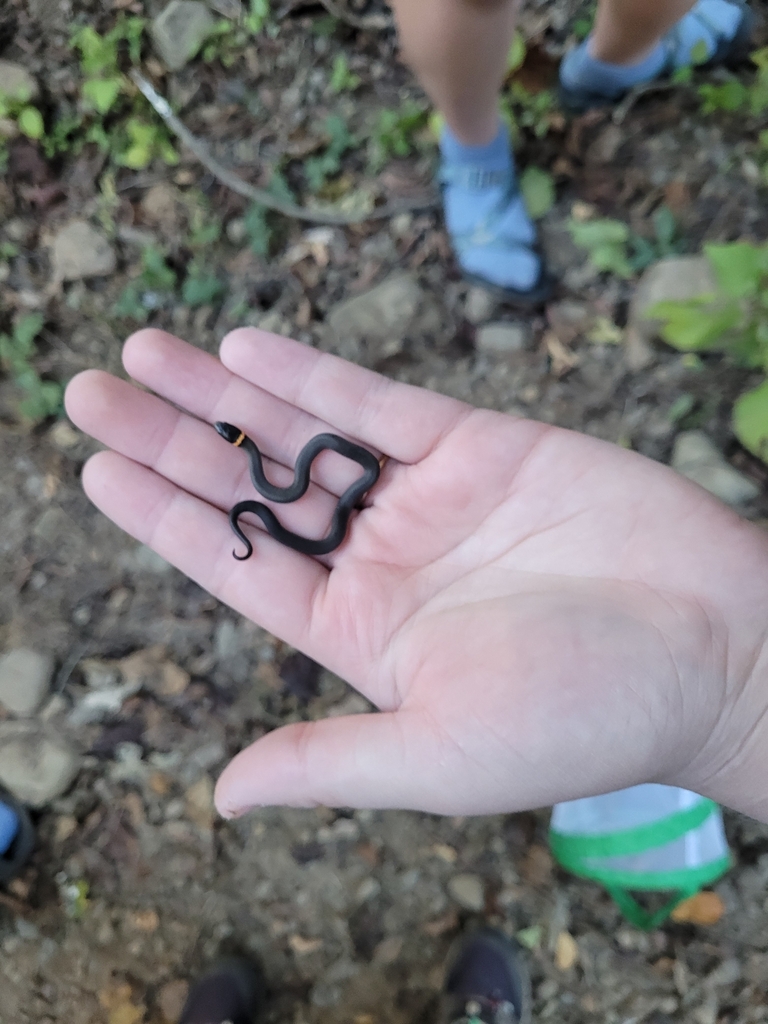 ring-necked snake from Hector, AR 72843, USA on October 17, 2023 at 05: ...