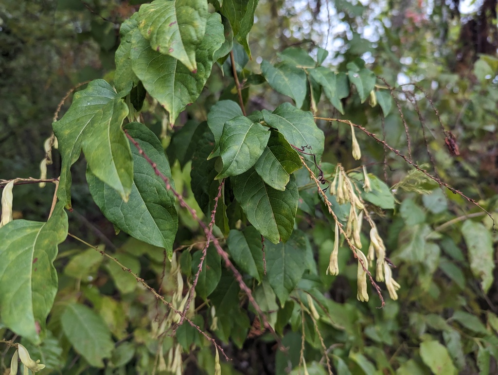 American Buckwheat Vine in October 2023 by Ryan Sorrells · iNaturalist