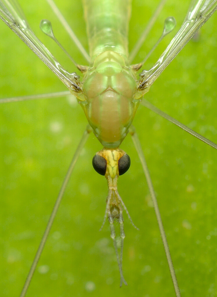Leptotarsus virescens from Makarau, New Zealand on March 30, 2021 at 03 ...