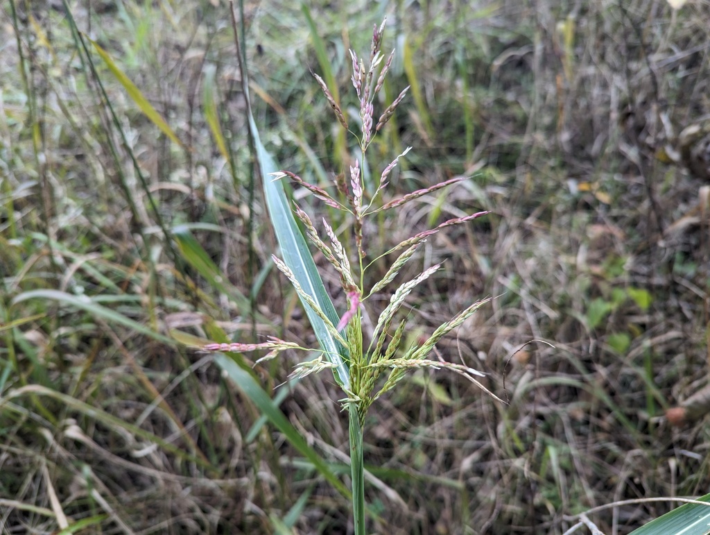 Johnson grass in October 2023 by Ryan Sorrells · iNaturalist