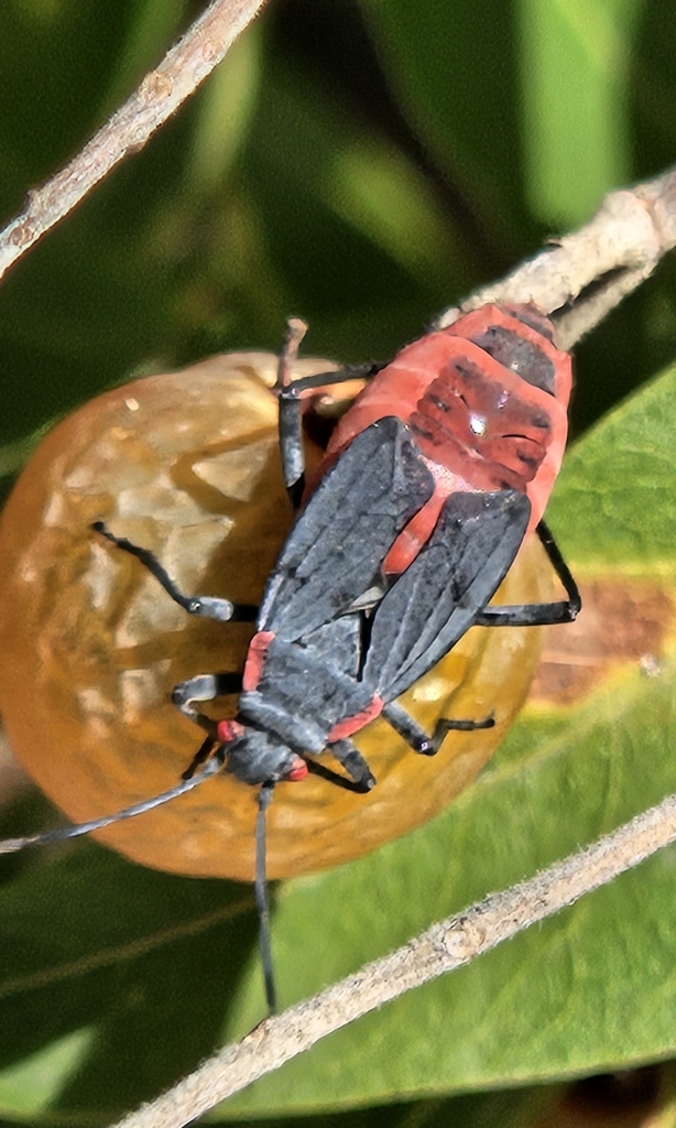 Red-shouldered Bug from Allen, TX 75013, USA on October 17, 2023 at 01: ...