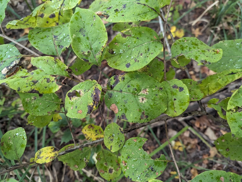 American persimmon in October 2023 by Ryan Sorrells · iNaturalist