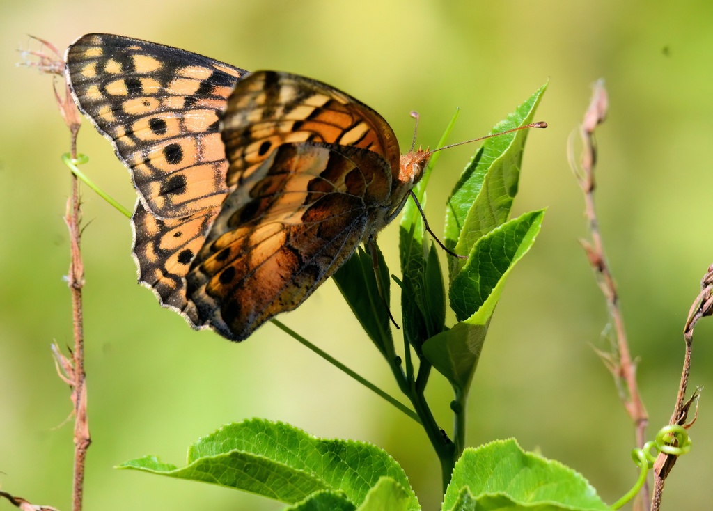 Variegated Fritillary from Grayson County, TX, USA on September 22 ...