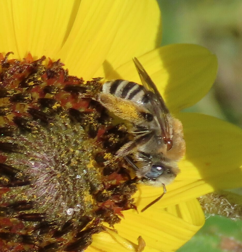 Longhorn Bees from Alamo, TX, USA on October 17, 2023 at 03:35 PM by ...