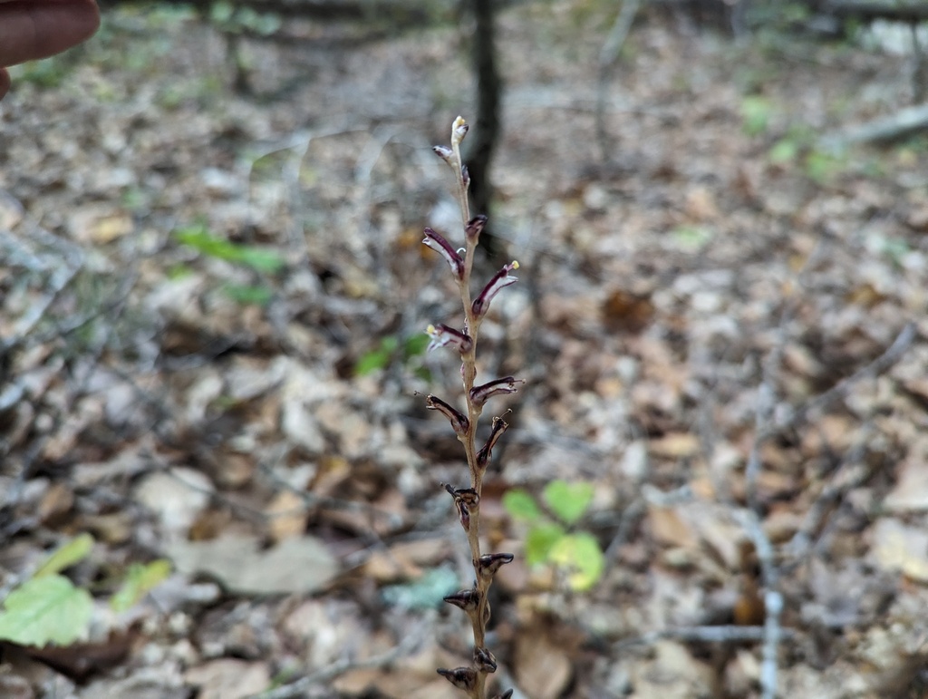 Beechdrops in October 2023 by Ryan Sorrells · iNaturalist