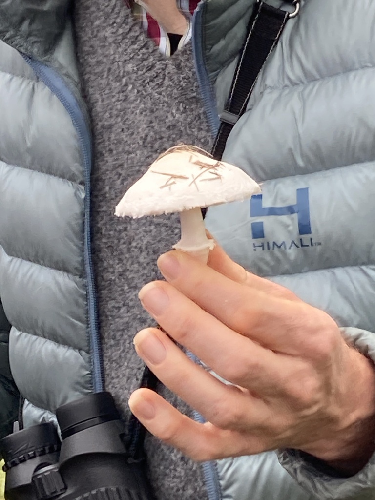 White Dapperling from Miami University, Oxford, OH, US on October 16 ...