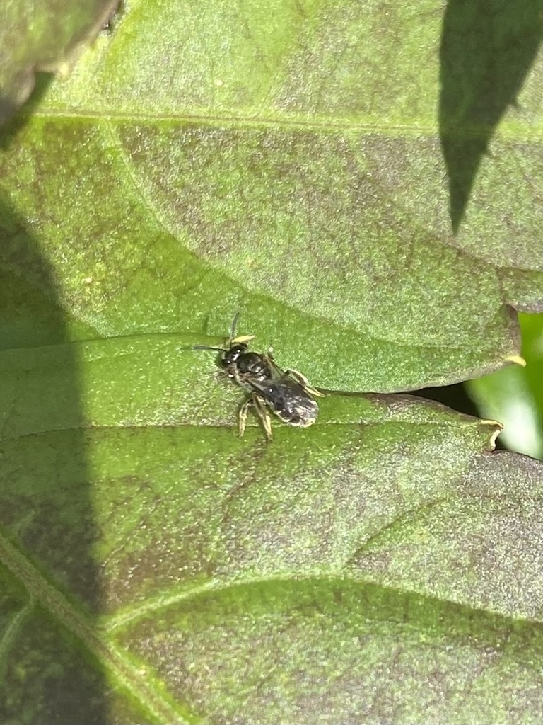 Lasioglossum from Diver City Tokyo Plaza, Koto, Tokyo, JP on October 18 ...