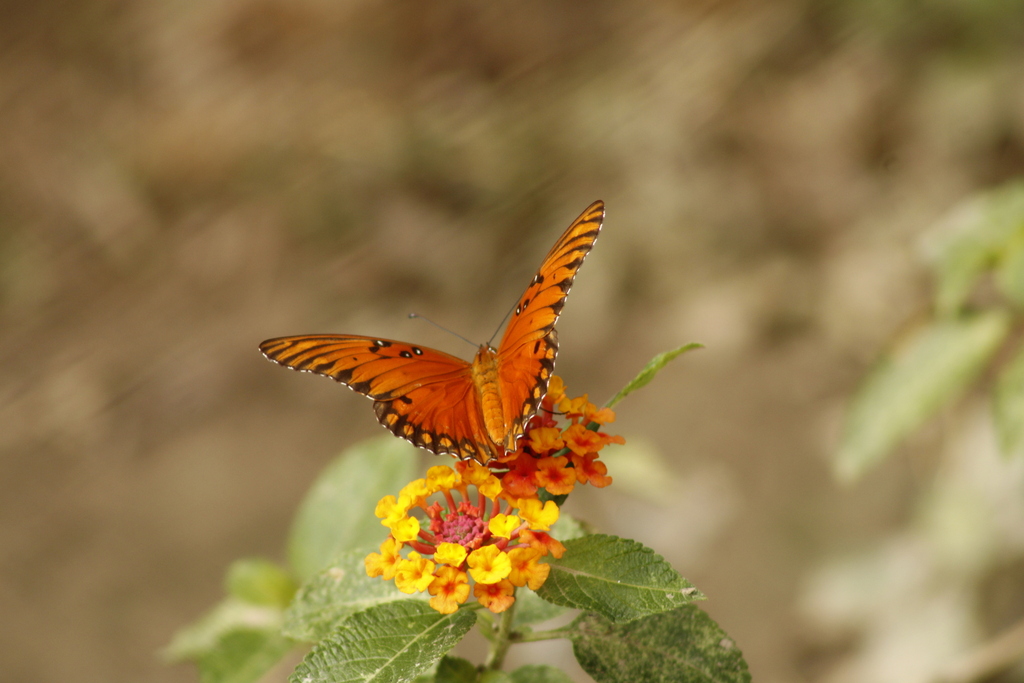 Dione vanillae incarnata from Esc. Tel. Guillermo G. Camarena on ...