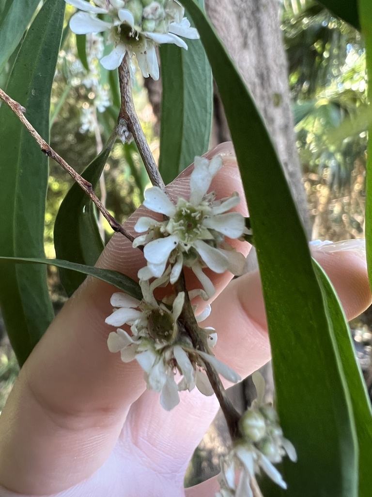 Western Australian Peppermint from Fred Hollows Reserve, Randwick, NSW ...