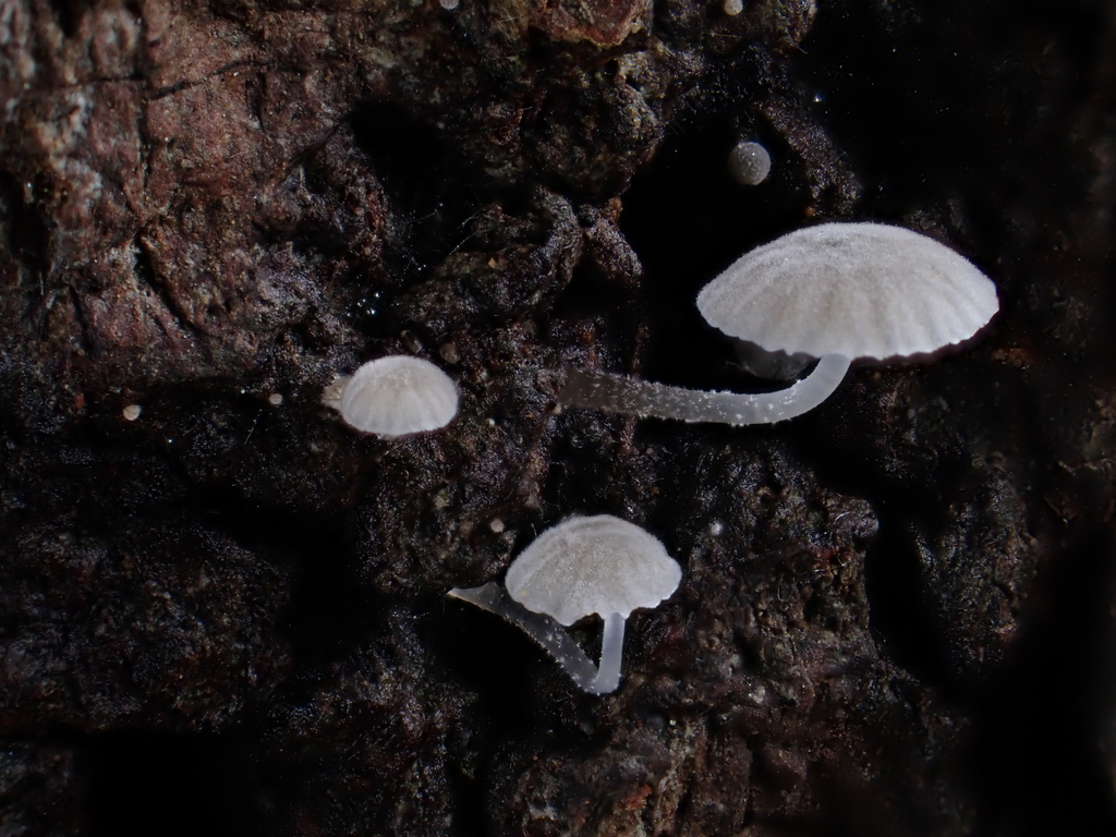 Mycena clavularis (Mycena (including Phloeomana) of the US) · iNaturalist