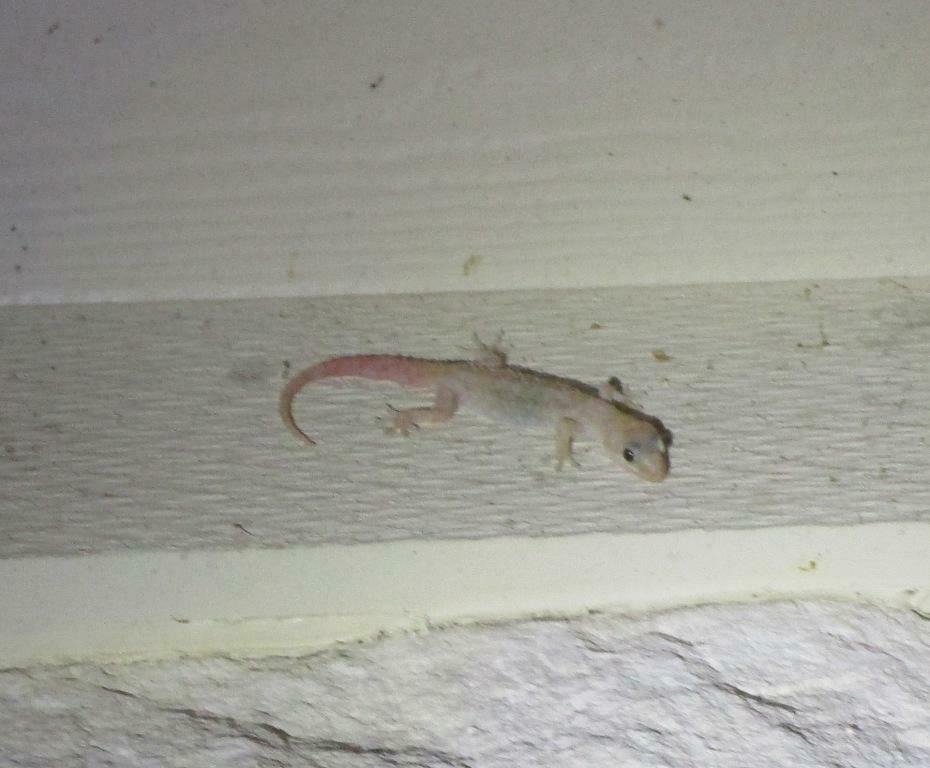 Mediterranean House Gecko from Northtown Park, Austin, TX 78660, USA on ...