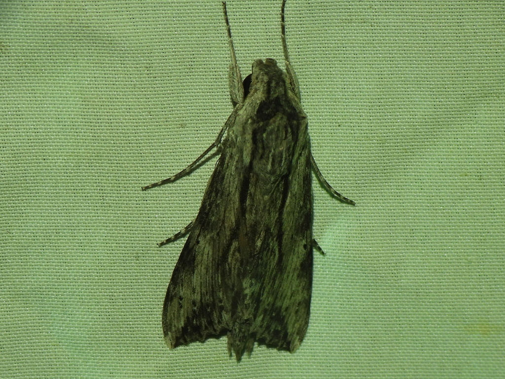 Obscure Sphinx from Mission, TX, USA on October 12, 2023 at 09:50 PM by ...