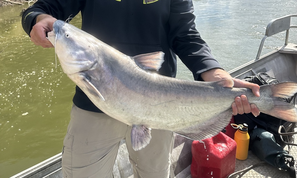 Blue Catfish from Wabash River, Mount Vernon, IN, US on October 17 ...