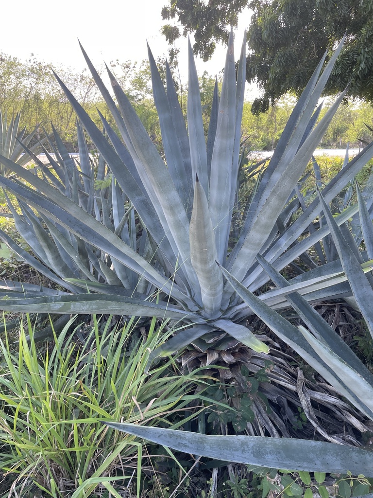 century plants from MEX 176, Baca, Yuc., MX on January 8, 2023 at 02:08 ...