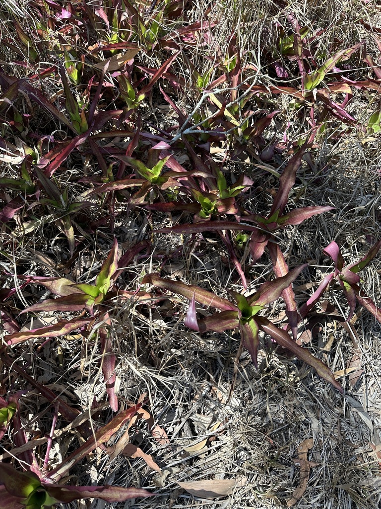 False Bromeliad Plant from Jimboomba QLD 4280, Australia on October 12 ...