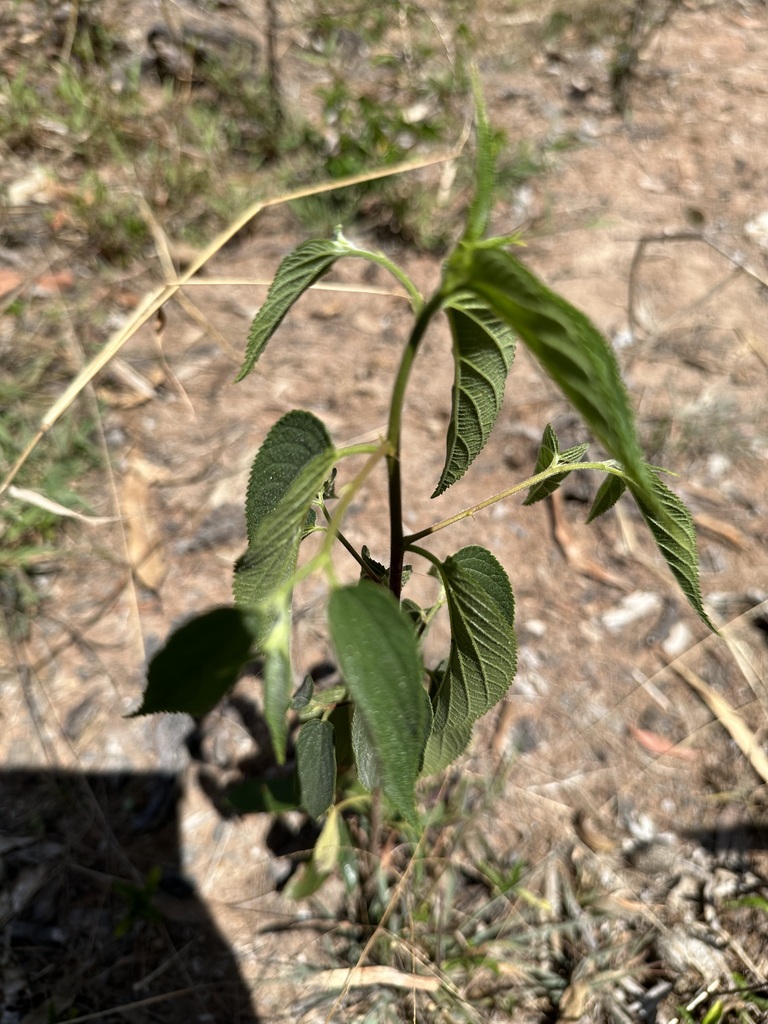 Nettle Tree from Jimboomba QLD 4280, Australia on October 12, 2023 at ...