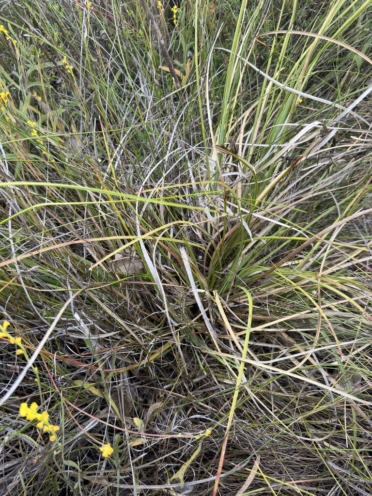 Baxteria australis from Ambergate Reserve, Chapman Hill, WA, AU on ...