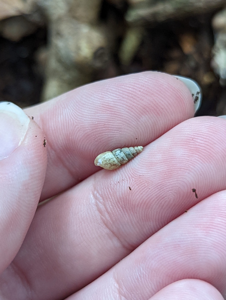 Awl Snails and Allies from Cairns QLD, Australia on February 8, 2022 at ...