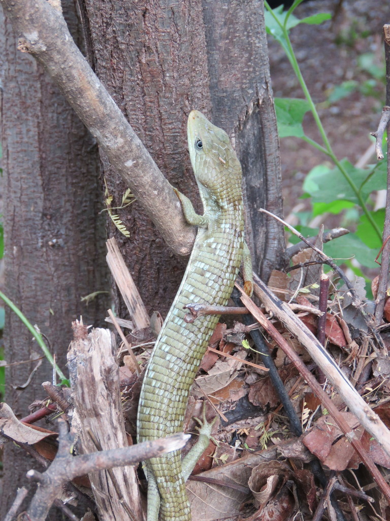 Texas Alligator Lizard from Victoria, Gto., México on September 27 ...