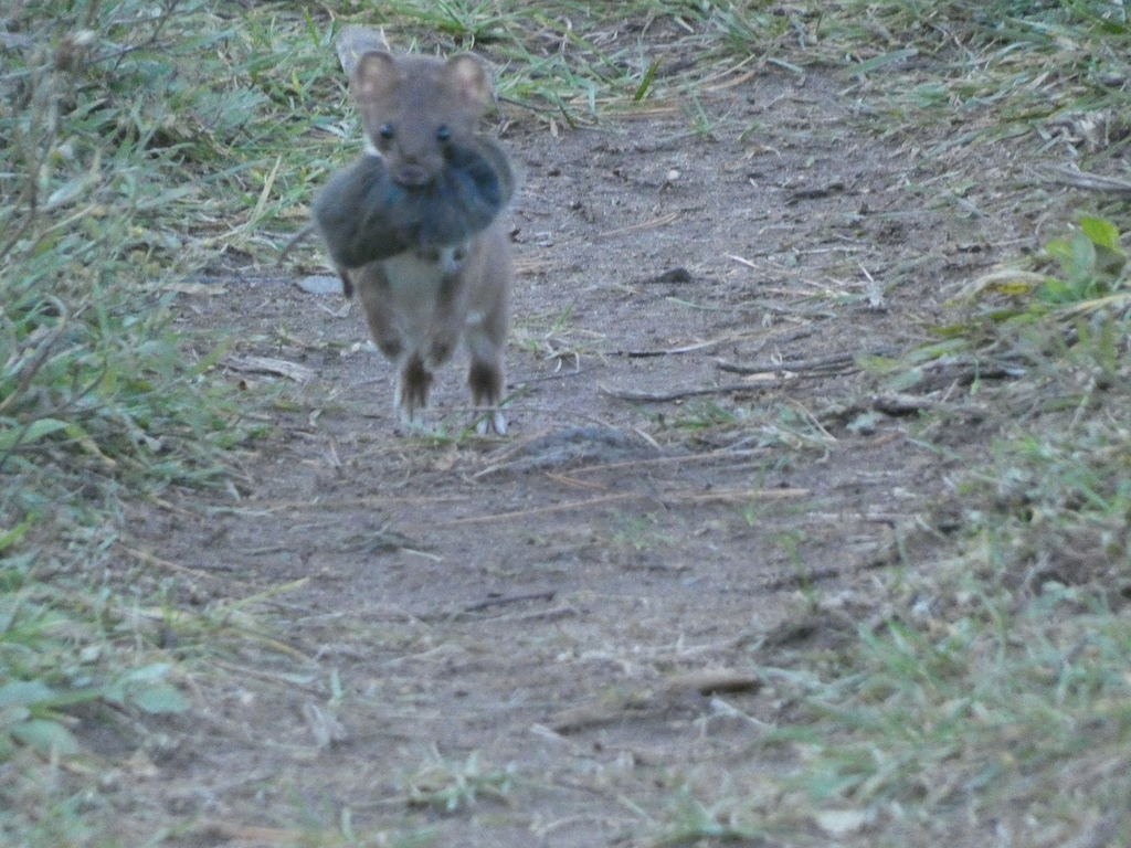Short-tailed Weasel from Houghton, MI 49931, USA on October 17, 2023 at ...
