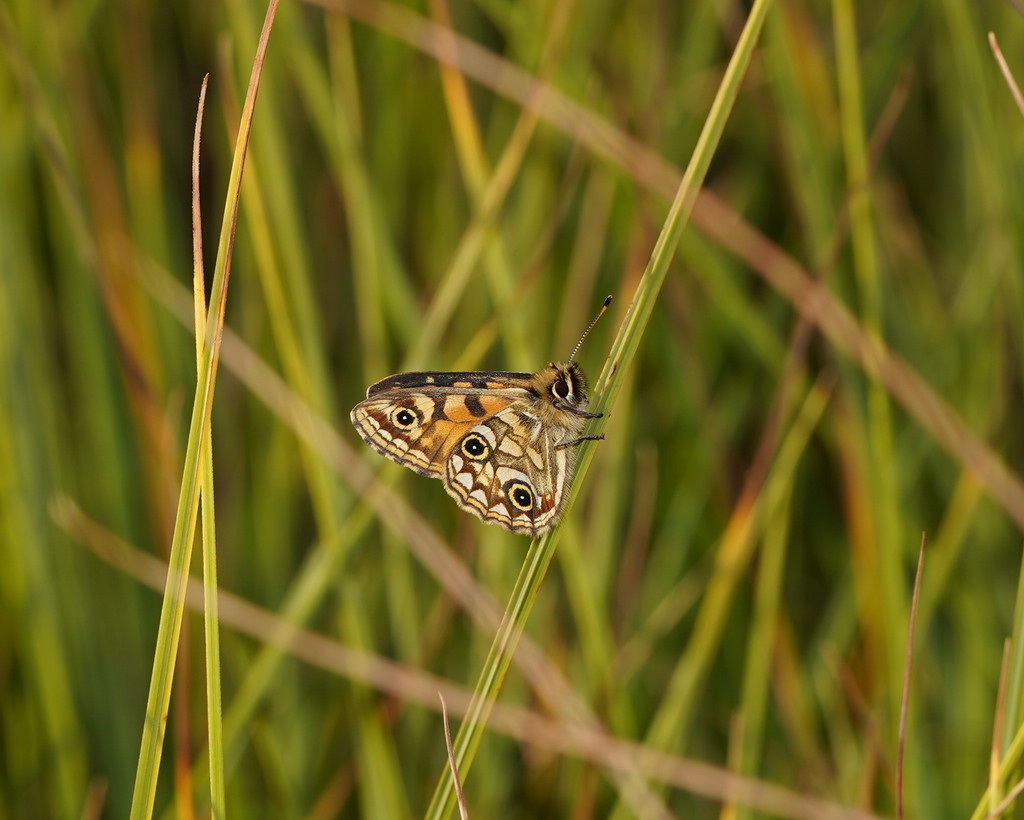 Alpine Silver Xenica from Mount Buffalo VIC 3740, Australia on March 09 ...