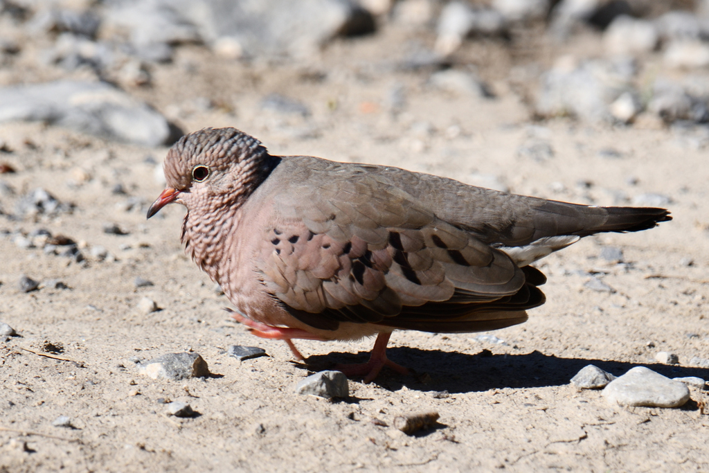 Common Ground Dove from Bustamante, N.L., México on October 17, 2023 at ...