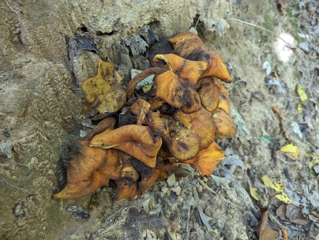 Eastern American jack-o'-lantern in October 2023 by Ryan Sorrells ...