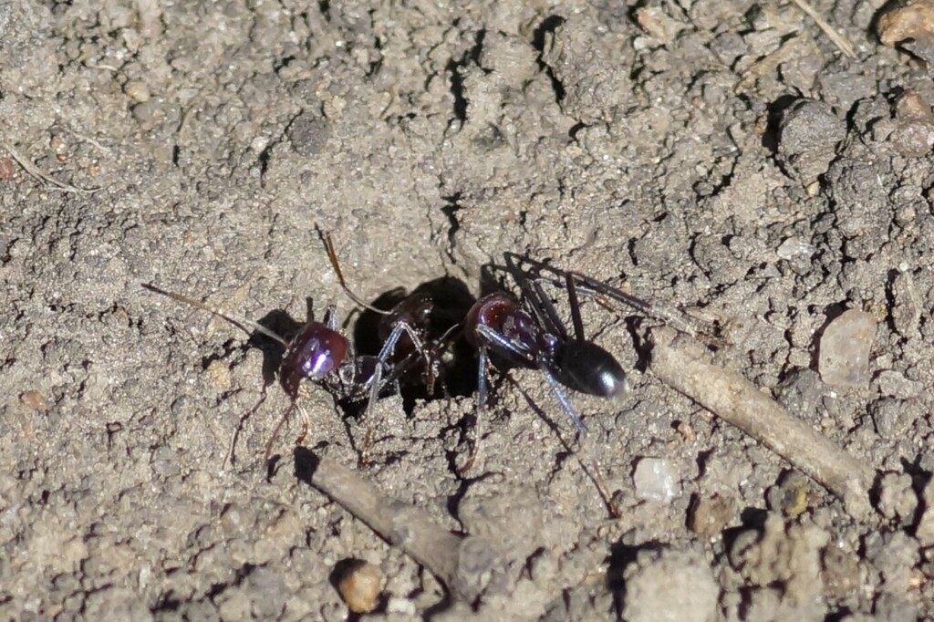 Southern Meat Ant from Batesford VIC 3213, Australia on October 17 ...