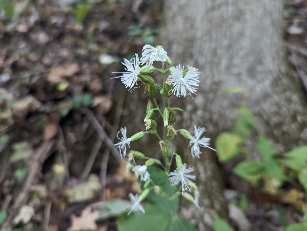 Ovate Catchfly in October 2023 by Ryan Sorrells · iNaturalist